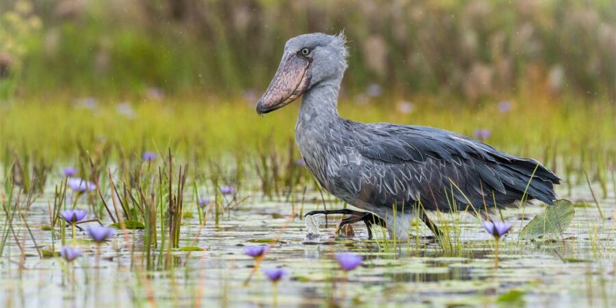 Mabamba Birding Safari Tour - Discovery Journeys